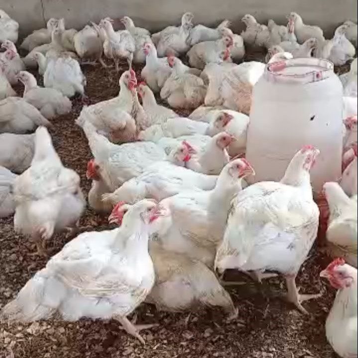 Our Products – Apex Body of Women in Poultry Value Chain